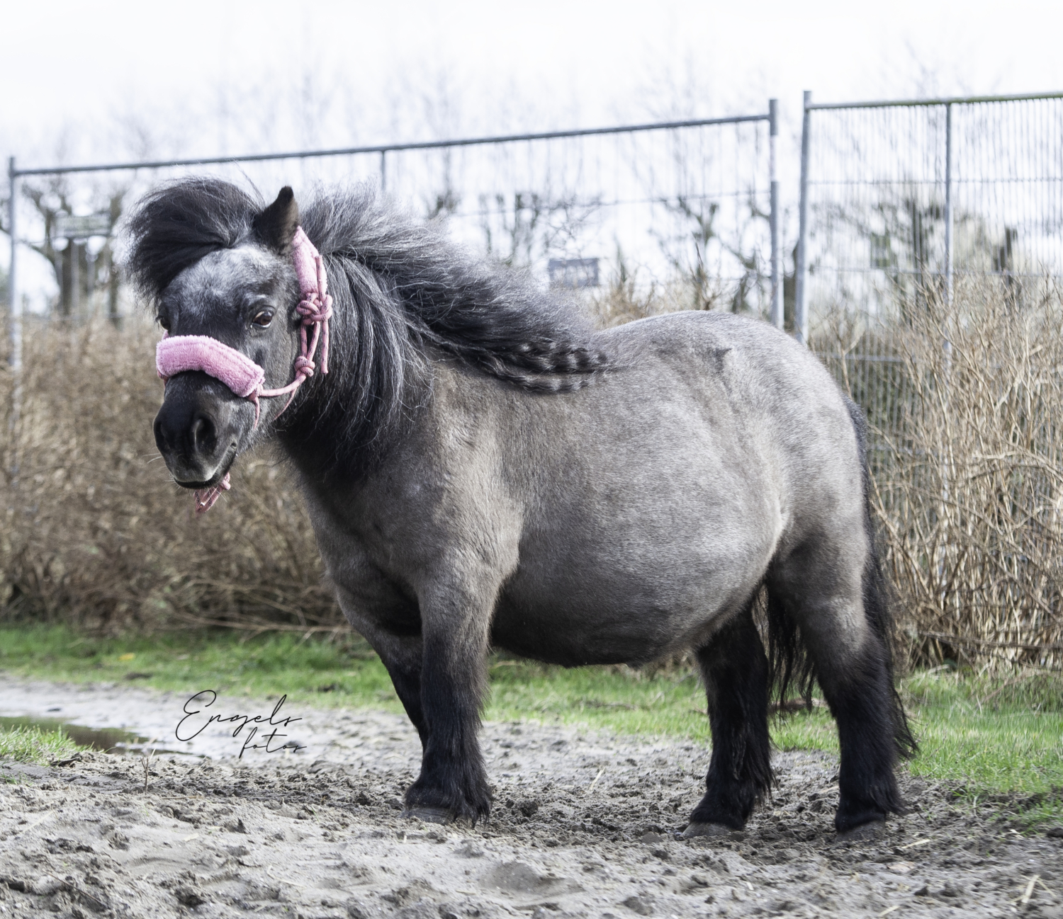 De paarden en pony's - Manege De Eenhoorn